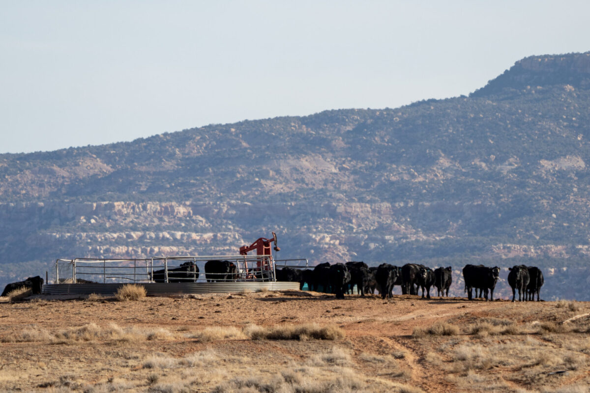 Utah beef prices reached a record high in 2025, report says | News ...
